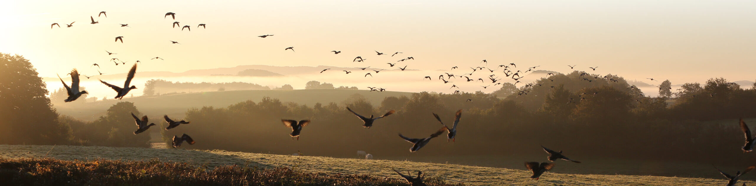 Driven Birds - game shooting france